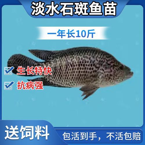 淡水石斑鱼苗多少钱_淡水石斑鱼苗怎么养-第1张图片-山城妙识 淡水石斑鱼苗多少钱_淡水石斑鱼苗怎么养-第1张图片-山城妙识