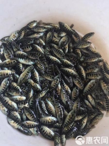 淡水石斑鱼苗多少钱_淡水石斑鱼苗怎么养-第2张图片-山城妙识 淡水石斑鱼苗多少钱_淡水石斑鱼苗怎么养-第2张图片-山城妙识