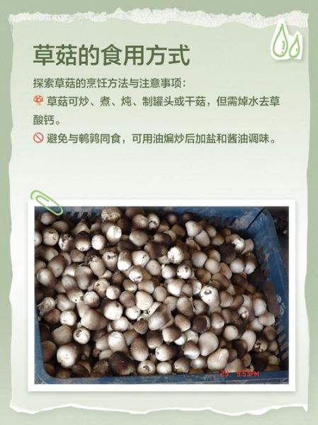 草菇种植配方_草菇培养料怎么配-第2张图片-山城妙识