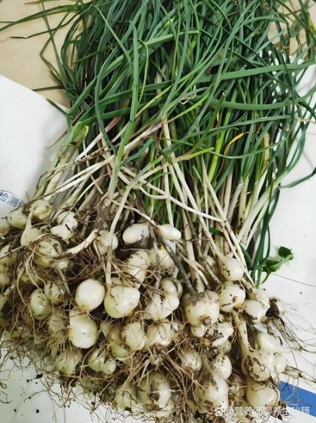 野蒜苗图片大全_野蒜苗和野葱区别-第2张图片-山城妙识