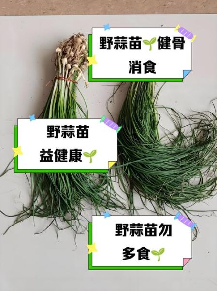 野蒜苗图片大全_野蒜苗和野葱区别-第1张图片-山城妙识
