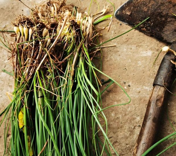 野蒜苗图片大全_野蒜苗和野葱区别-第3张图片-山城妙识