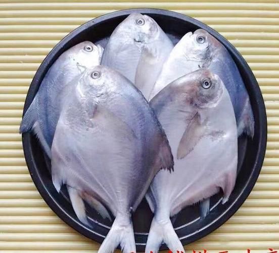 冒充鲳鱼的是什么鱼_如何辨别真假鲳鱼-第2张图片-山城妙识