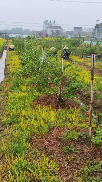 覆盆子种植基地在哪里_如何挑选优质苗木-第1张图片-山城妙识 覆盆子种植基地在哪里_如何挑选优质苗木-第1张图片-山城妙识