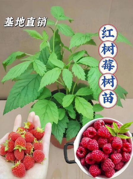 覆盆子种植基地在哪里_如何挑选优质苗木-第3张图片-山城妙识 覆盆子种植基地在哪里_如何挑选优质苗木-第3张图片-山城妙识