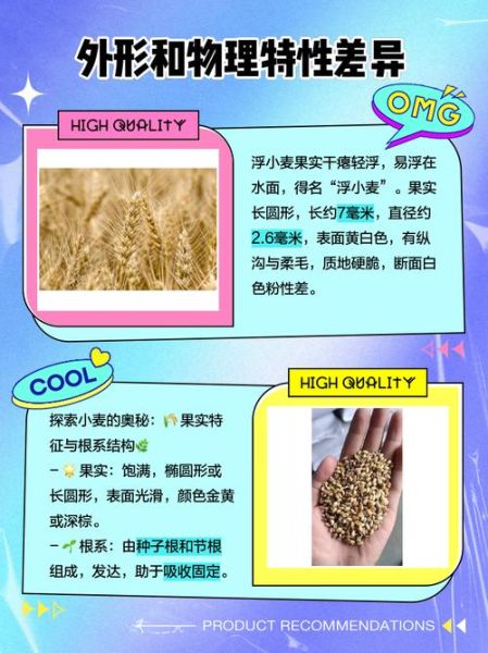 浮小麦和小麦的区别_浮小麦是小麦吗-第3张图片-山城妙识