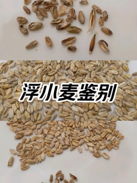 浮小麦和小麦的区别_浮小麦是小麦吗-第2张图片-山城妙识
