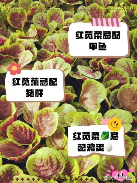 红苋菜什么人不能吃_红苋菜相克食物有哪些-第1张图片-山城妙识 红苋菜什么人不能吃_红苋菜相克食物有哪些-第1张图片-山城妙识