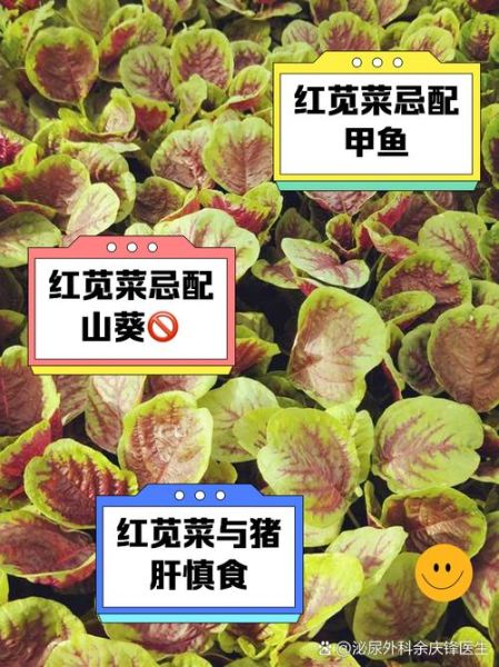 红苋菜什么人不能吃_红苋菜相克食物有哪些-第2张图片-山城妙识 红苋菜什么人不能吃_红苋菜相克食物有哪些-第2张图片-山城妙识