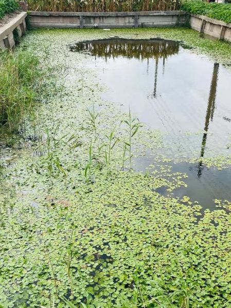盐水棒冰怎么做_盐水棒冰配方比例-第3张图片-山城妙识