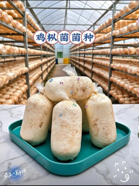 鸡菇菌怎么种植_鸡菇菌营养价值高吗-第1张图片-山城妙识