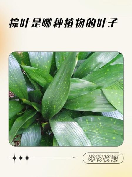 粽叶是什么植物的叶子_粽叶种类有哪些-第1张图片-山城妙识