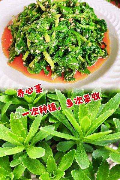 养心菜种植方法_养心菜怎么种-第3张图片-山城妙识
