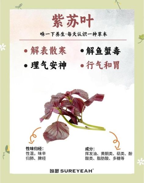 天天吃紫苏对身体有害么_紫苏叶长期食用的副作用-第1张图片-山城妙识