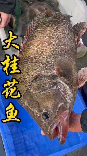 野生桂鱼多少钱一斤_野生桂鱼价格为什么差异大-第1张图片-山城妙识