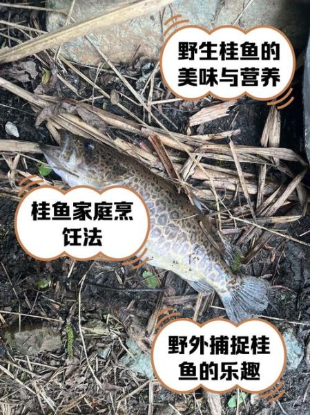 野生桂鱼多少钱一斤_野生桂鱼价格为什么差异大-第3张图片-山城妙识