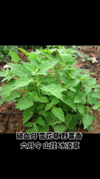 冬凌草图片_冬凌草长什么样-第1张图片-山城妙识