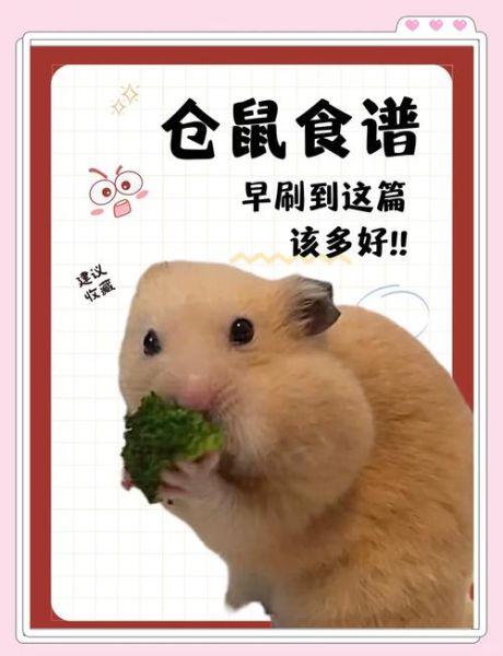 仓鼠怎么养_仓鼠吃什么最健康-第2张图片-山城妙识