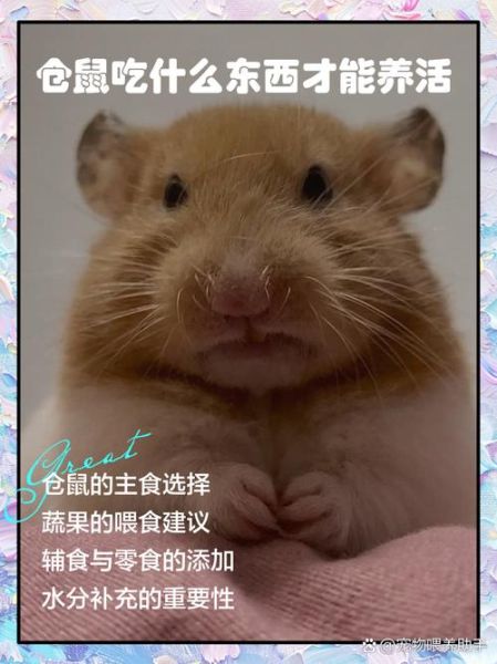 仓鼠怎么养_仓鼠吃什么最健康-第3张图片-山城妙识