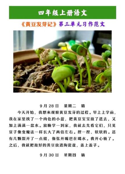 黄豆多久发芽_黄豆发芽需要几天-第1张图片-山城妙识