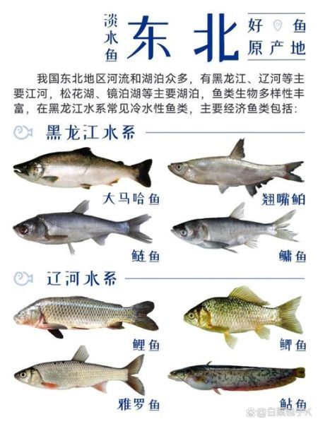 珍鱼是什么鱼_珍鱼产地在哪里-第2张图片-山城妙识