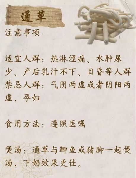 小通草的功效与作用_小通草怎么吃效果最好-第1张图片-山城妙识