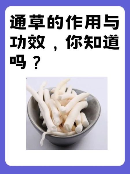 小通草的功效与作用_小通草怎么吃效果最好-第3张图片-山城妙识