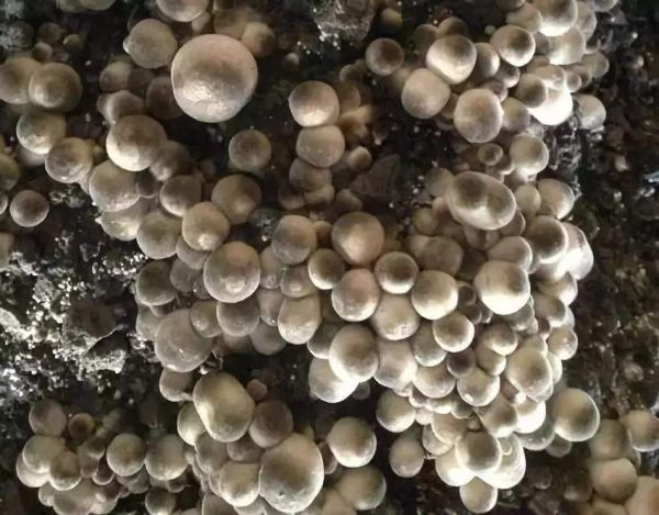 草菇不能和什么一起吃_草菇与什么食物相克-第3张图片-山城妙识