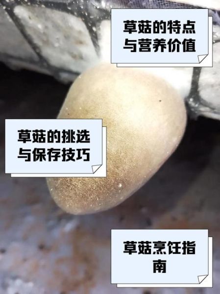 草菇不能和什么一起吃_草菇与什么食物相克-第2张图片-山城妙识