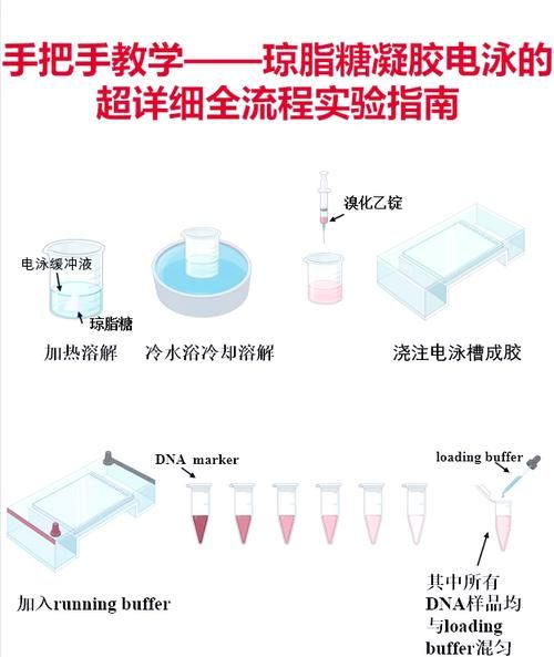 琼脂糖凝胶电泳上样量多少合适_如何计算-第1张图片-山城妙识
