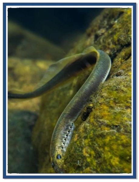 七鳃鳗和人鳗区别_七鳃鳗和人鳗图片对比-第1张图片-山城妙识