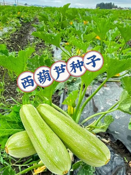 西葫芦有毒吗_西葫芦生吃会中毒吗-第3张图片-山城妙识 西葫芦有毒吗_西葫芦生吃会中毒吗-第3张图片-山城妙识