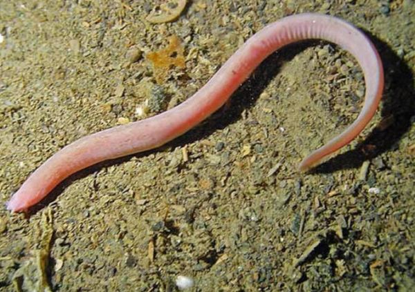 七鳃鳗和人鳗区别_七鳃鳗和人鳗图片对比-第2张图片-山城妙识