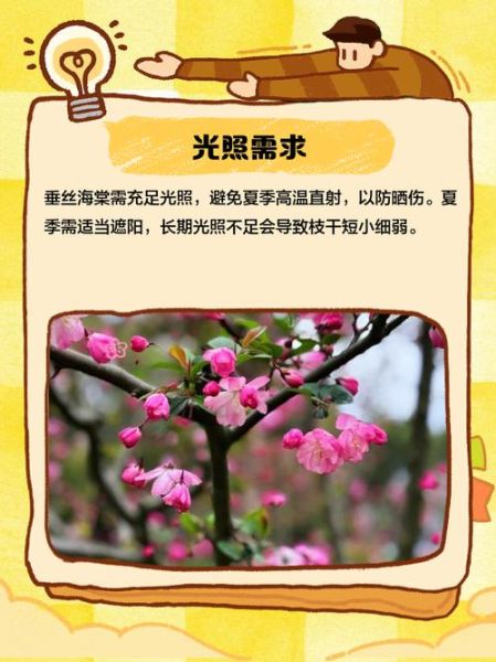 垂丝海棠什么时候开花_垂丝海棠怎么养护-第3张图片-山城妙识
