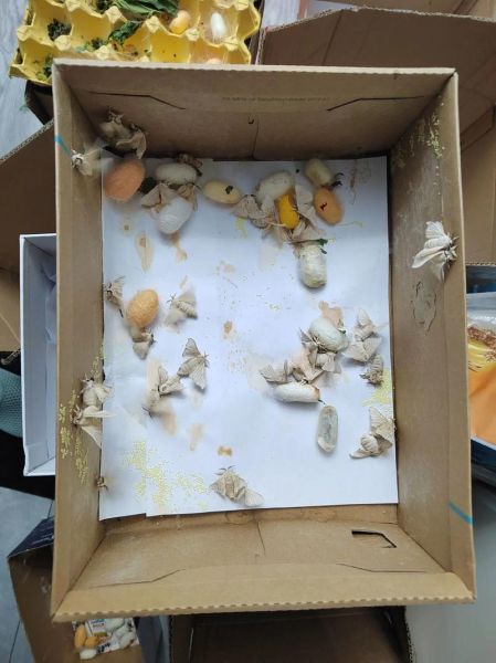 蚕蛹是什么的幼虫_蚕蛹会变成什么蛾-第1张图片-山城妙识 蚕蛹是什么的幼虫_蚕蛹会变成什么蛾-第1张图片-山城妙识