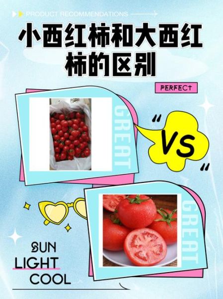 番茄和西红柿的区别是什么_番茄西红柿哪个更有营养-第1张图片-山城妙识