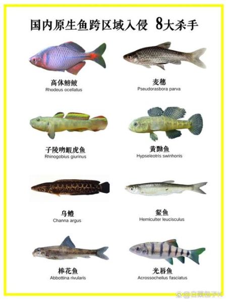 中国淡水鱼类大全_常见品种有哪些-第1张图片-山城妙识