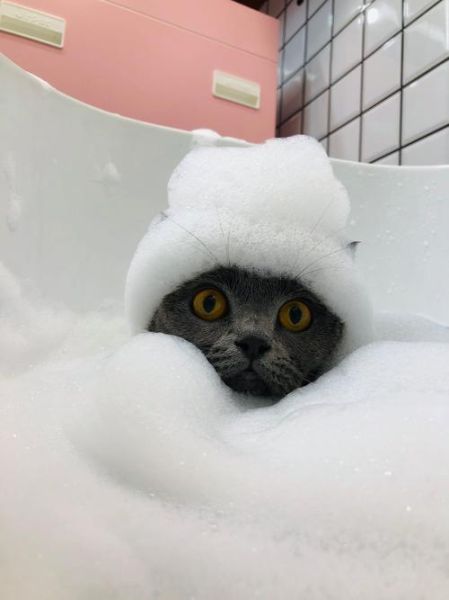 小泡芙猫咪表情包怎么保存_小泡芙猫咪表情包出处-第2张图片-山城妙识