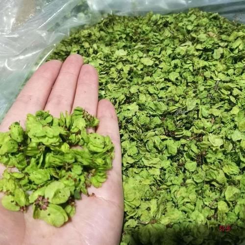 榆钱图片大全_榆钱长什么样-第2张图片-山城妙识