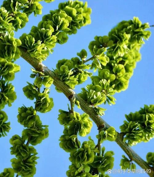 榆钱图片大全_榆钱长什么样-第1张图片-山城妙识