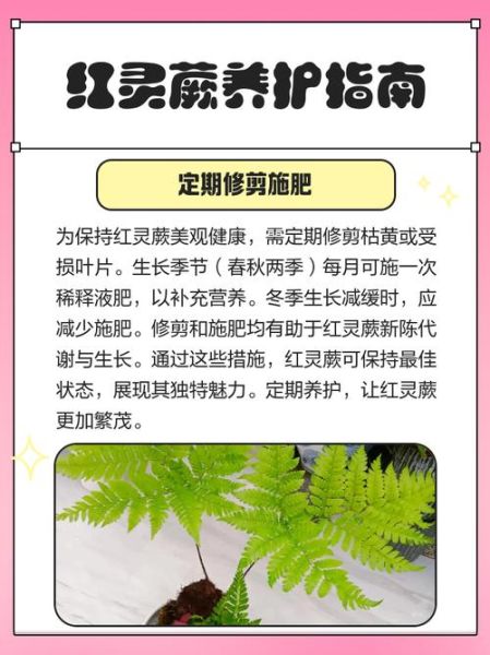 蕨类植物怎么养_蕨类植物多久浇一次水-第2张图片-山城妙识