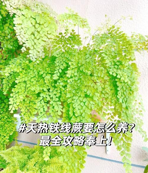 蕨类植物怎么养_蕨类植物多久浇一次水-第1张图片-山城妙识