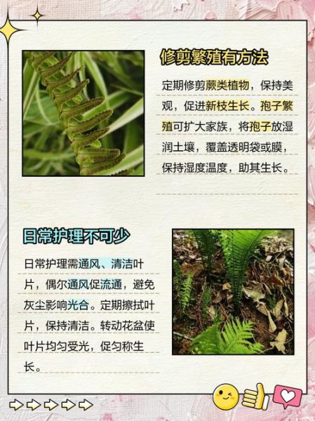 蕨类植物怎么养_蕨类植物多久浇一次水-第3张图片-山城妙识