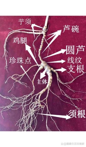 真正野生人参图片_如何辨别真假-第1张图片-山城妙识 真正野生人参图片_如何辨别真假-第1张图片-山城妙识