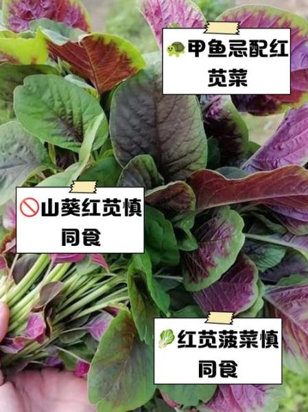 红苋菜什么人不能吃_红苋菜禁忌有哪些-第3张图片-山城妙识