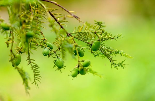 香榧树名贵吗_香榧树价格为什么那么高-第2张图片-山城妙识