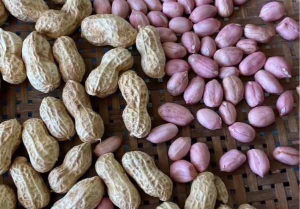 长生果的功效与作用_长生果怎么吃最养人-第2张图片-山城妙识