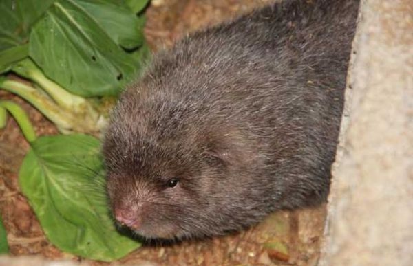 竹鼠是保护动物吗_竹鼠养殖是否违法-第1张图片-山城妙识 竹鼠是保护动物吗_竹鼠养殖是否违法-第1张图片-山城妙识