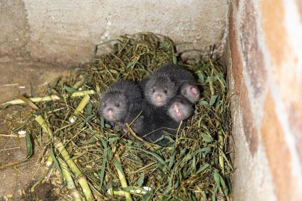 竹鼠是保护动物吗_竹鼠养殖是否违法-第2张图片-山城妙识 竹鼠是保护动物吗_竹鼠养殖是否违法-第2张图片-山城妙识