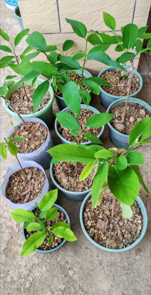 释迦果种子怎么种_释迦果盆栽多久结果-第1张图片-山城妙识